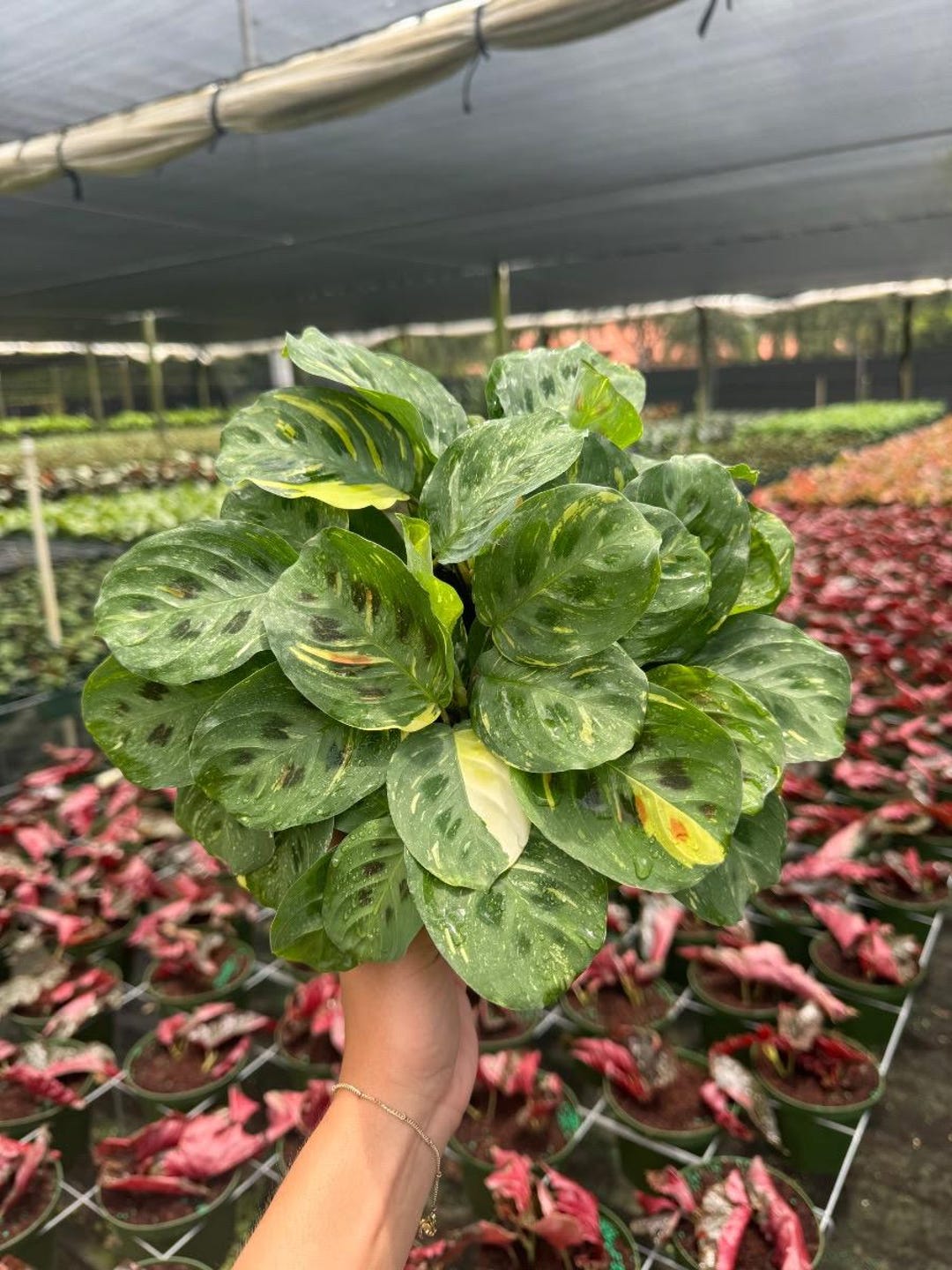 Maranta Beauty Kim Prayer Plant Calathea | Live Tropical Houseplant ...