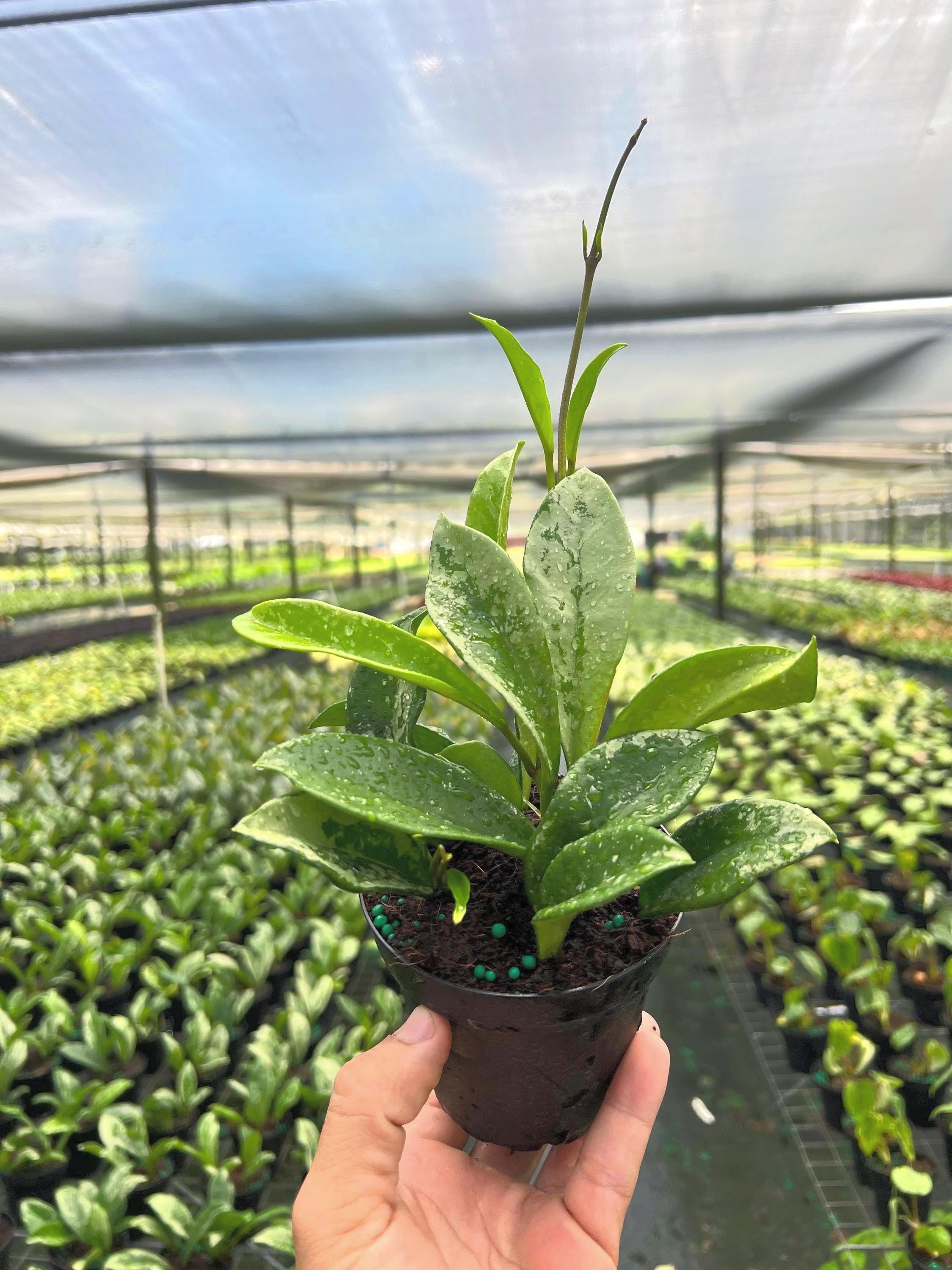 Hoya AH 074 | Rare Live Indoor & Outdoor Tropical House Wax Plant ...