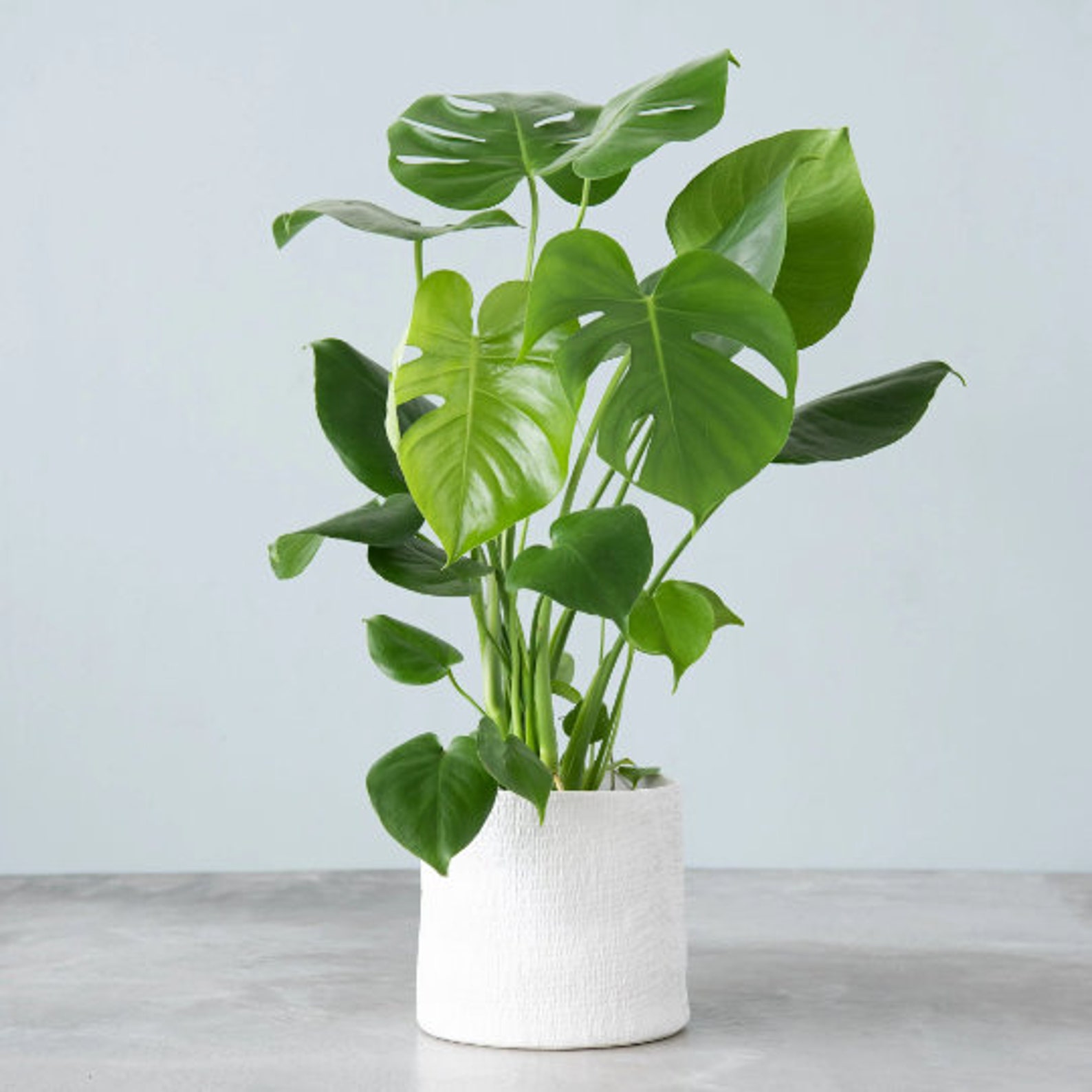 Monstera Deliciosa Cutting Tropical Split Leaf Plant Indoor - Etsy