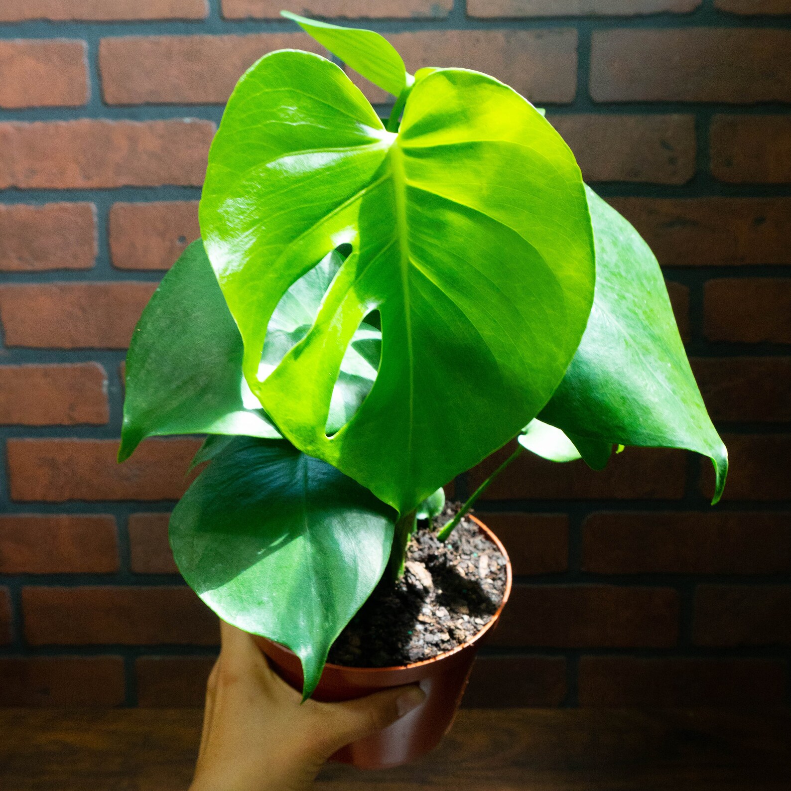 Monstera Deliciosa Tropical Split Leaf Plant 6 Inch Pot - Etsy
