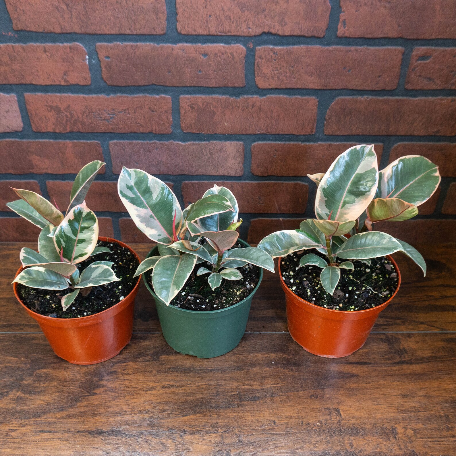 Tineke Rubber Tree Plant Ficus Elastica 6 Pot Indoor - Etsy