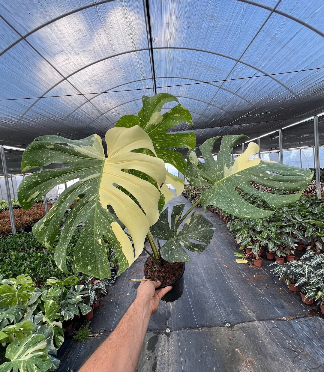 Variegated Monstera | Large Thai Constellation | Mature Fenestration ...