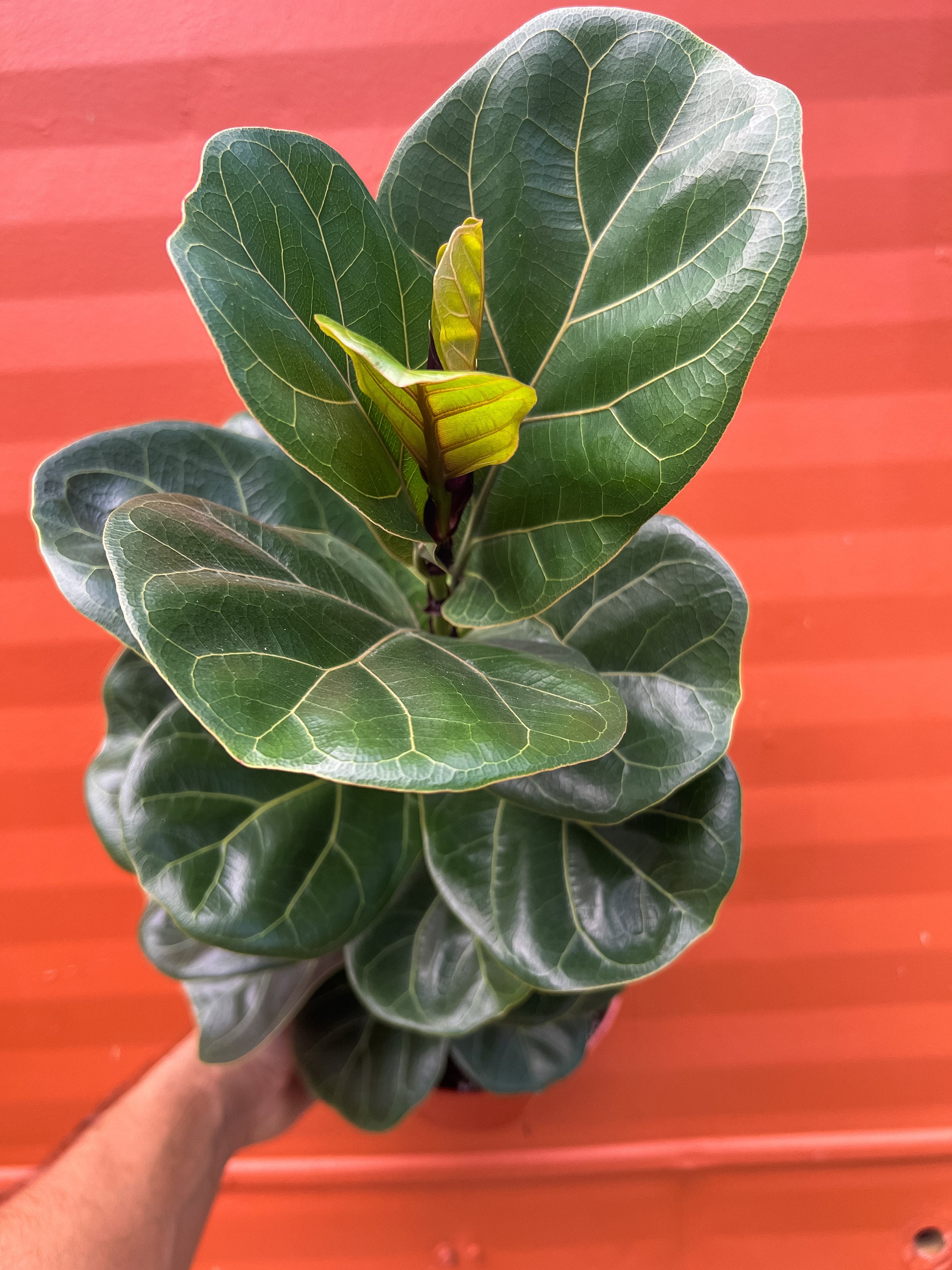 FICUS LYRATA Dwarf Fiddle Leaf Fig Plug Little Sunshine | Etsy