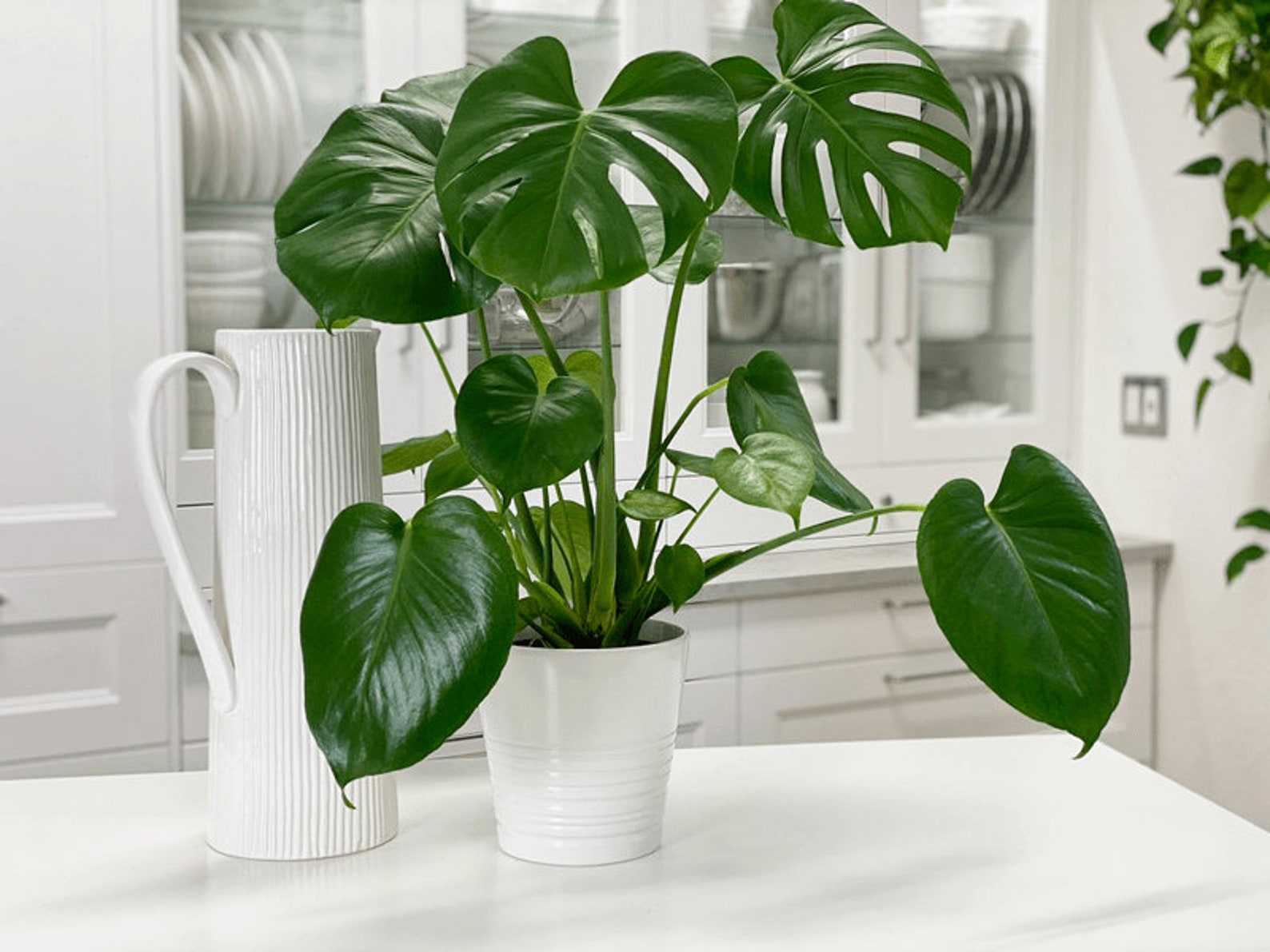 Monstera Deliciosa Tropical Split Leaf Plant 6 Inch Pot - Etsy