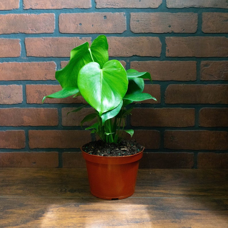 Monstera Deliciosa Tropical Split Leaf Plant 6 Inch Pot - Etsy