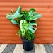 Monstera Deliciosa Large Tropical Split Leaf Plant 3 Gallon / 10" Pot ...