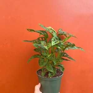 MONSTERA ADANSONII in 6 Inch Pot | Swiss Cheese Plant | Indoor ...