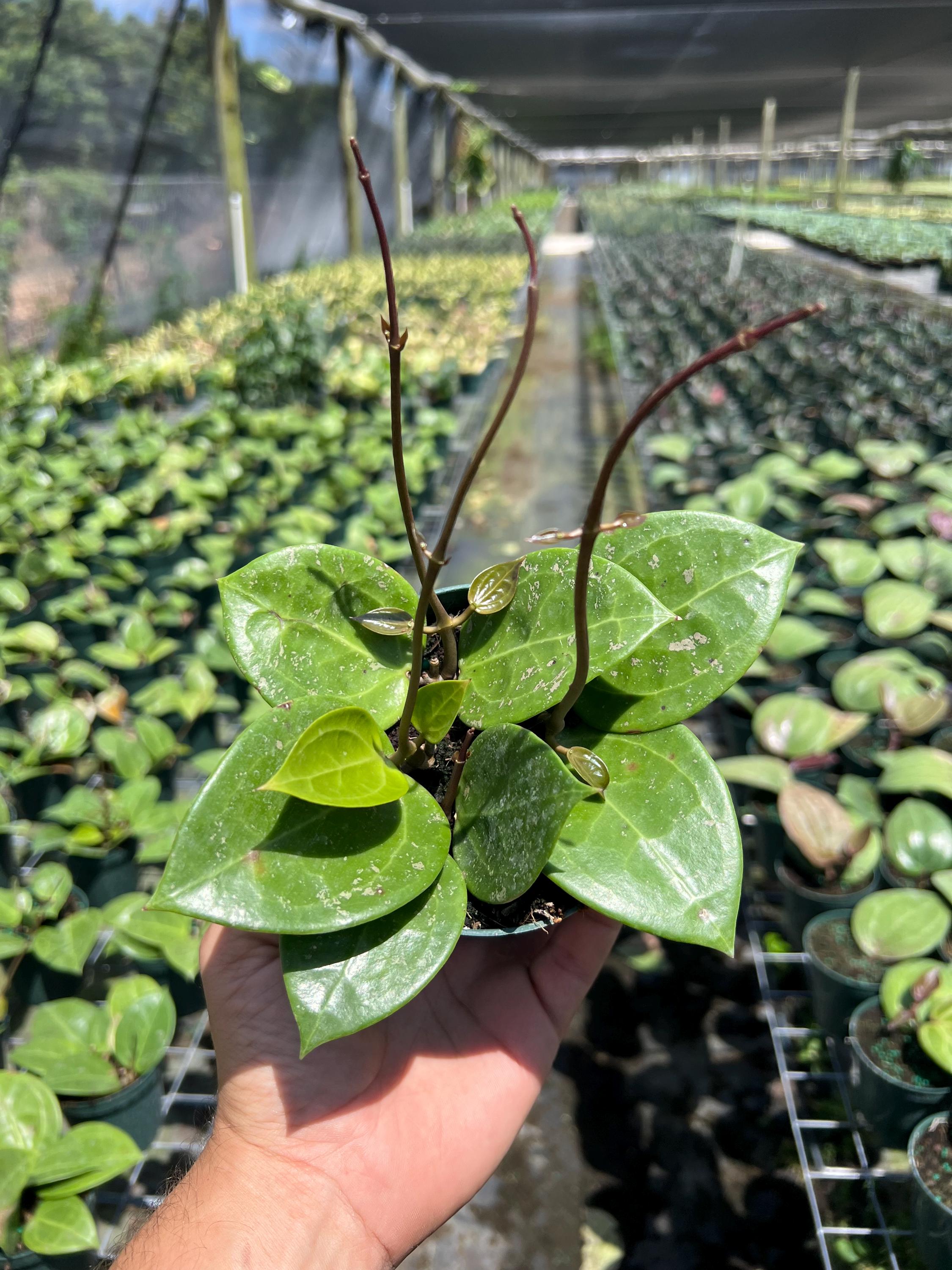 Hoya Parasitica Splash | Live Indoor & Outdoor Tropical House Plant ...
