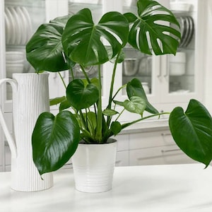 Monstera Deliciosa Cutting Tropical Split Leaf Plant | Indoor & Outdoor ...