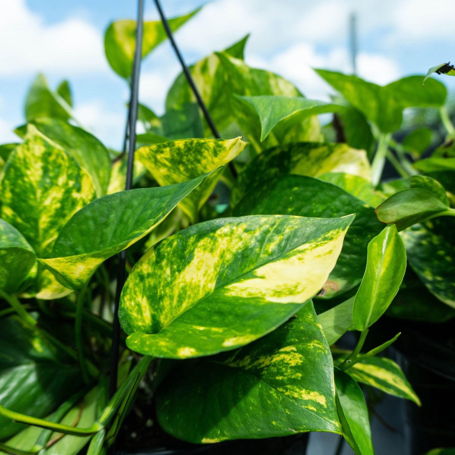 3 Golden Pothos Cutting Multiple Nodes per Cutting Starter - Etsy