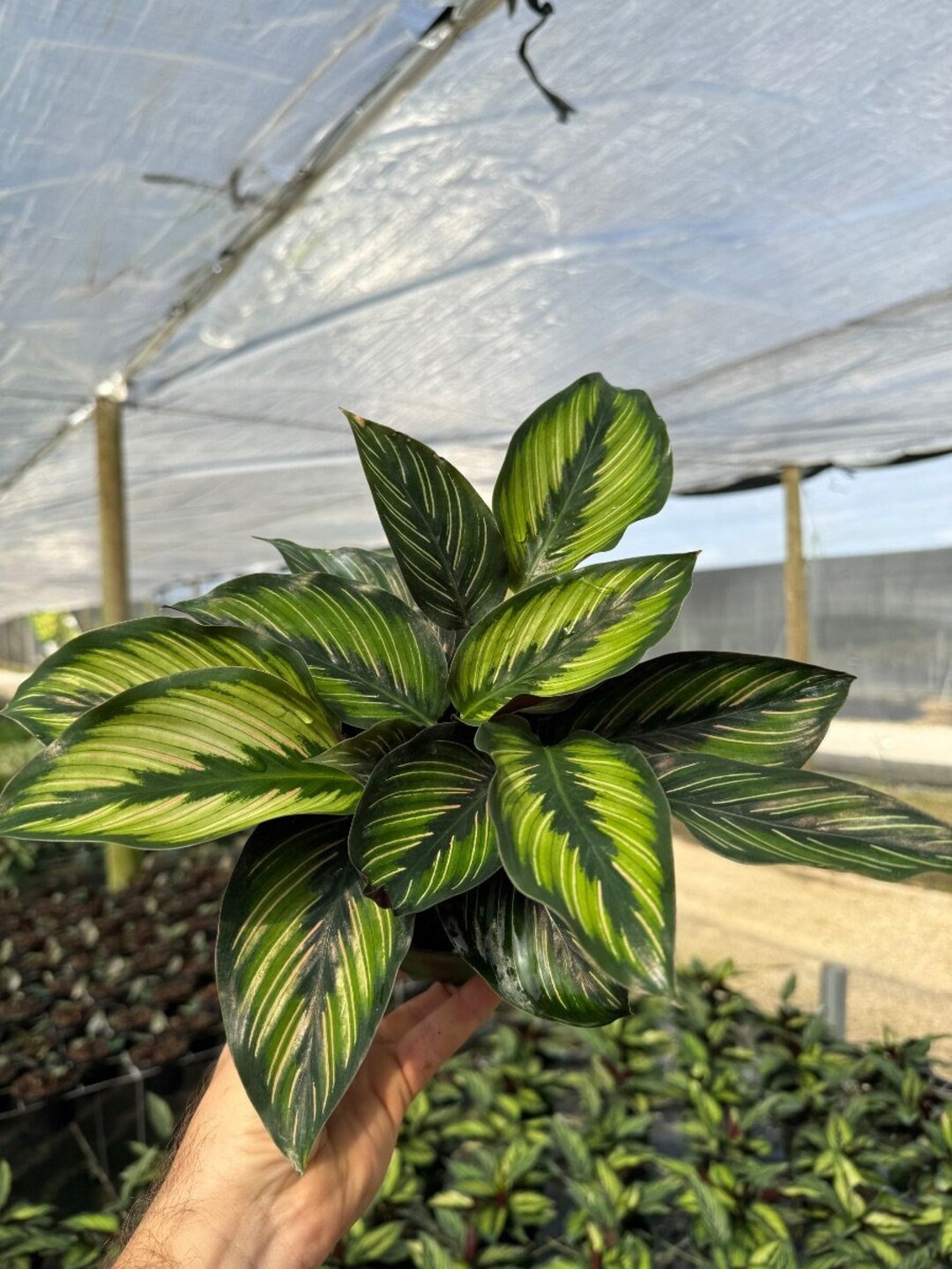 Calathea Beauty Star | Prayer Plant | Live Tropical Houseplant ...