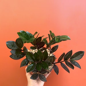 Black ZZ Raven | Nova Star Plant | Live Easy Care Houseplant ...