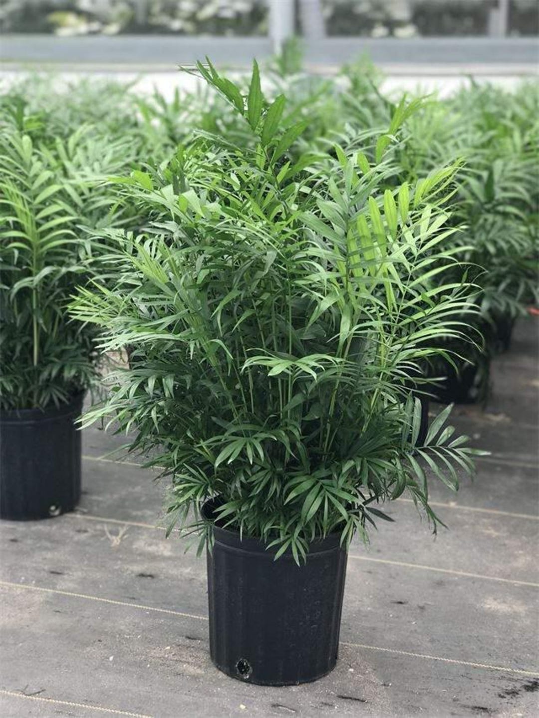 Parlor Palm - Neanthe Bella Palm | Home and Office Decor | Indoor ...
