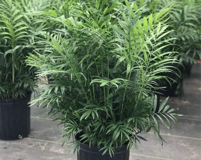 Neanthe Bella Palm, 10”pot - Chamaedorea, Parlor Palm. 36-40” Tall - Etsy