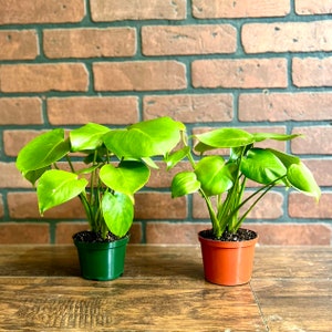 Monstera Deliciosa Tropical Split Leaf Plant 4" Inch Pot | Indoor and ...
