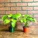 Monstera Deliciosa Tropical Split Leaf Plant 4" Inch Pot | Indoor and ...