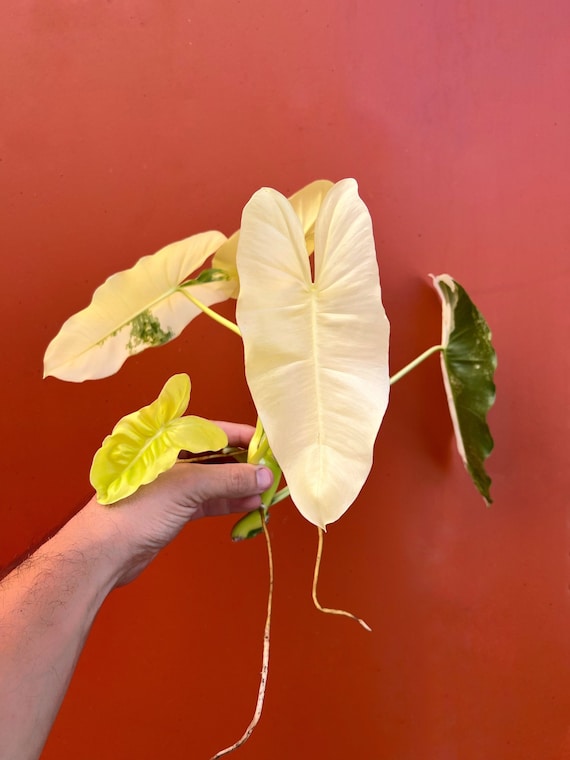 Aerial Roots Philodendron