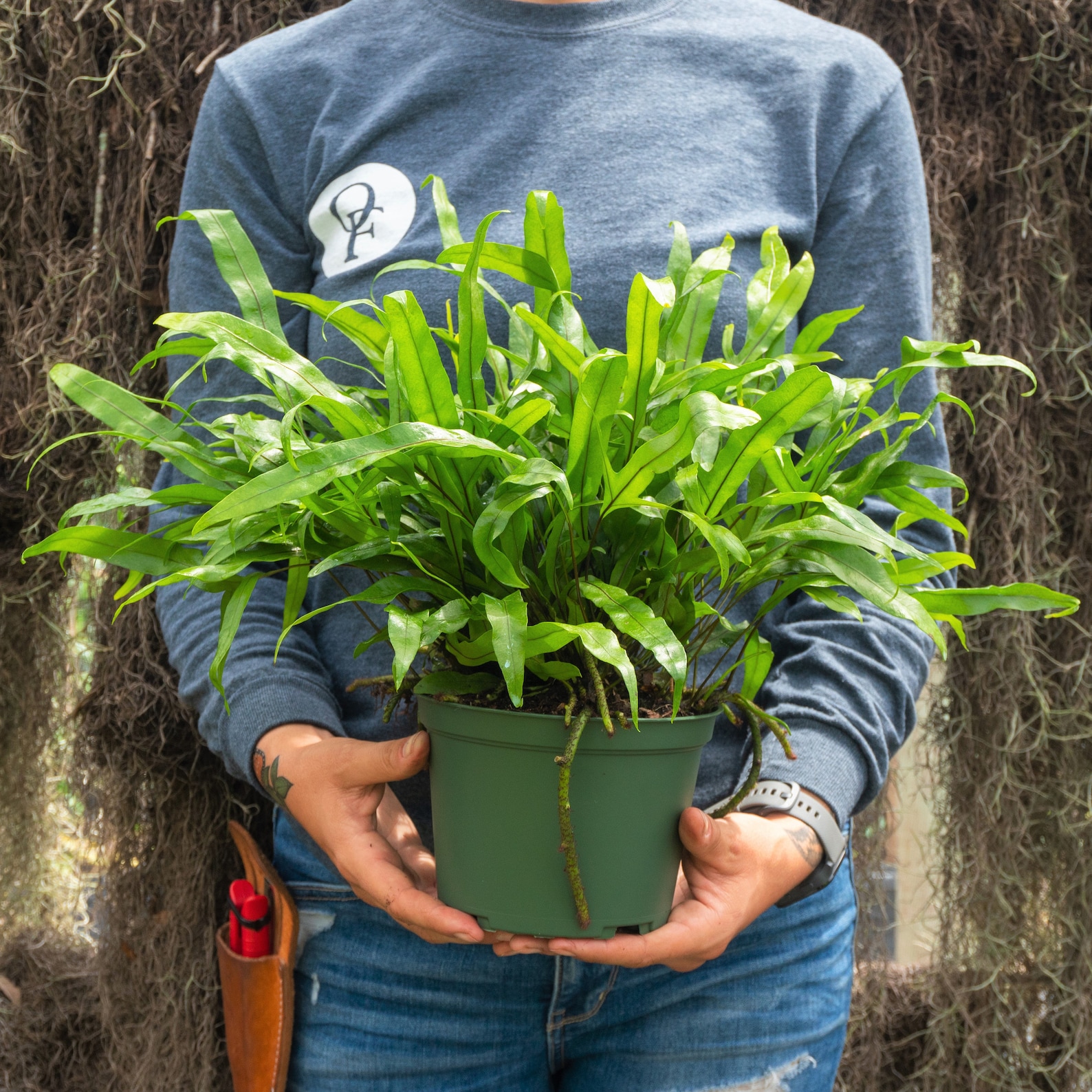 Kangaroo Paw Fern 6 Pot Wart Fern Indoor & Outdoor Live House Plant ...