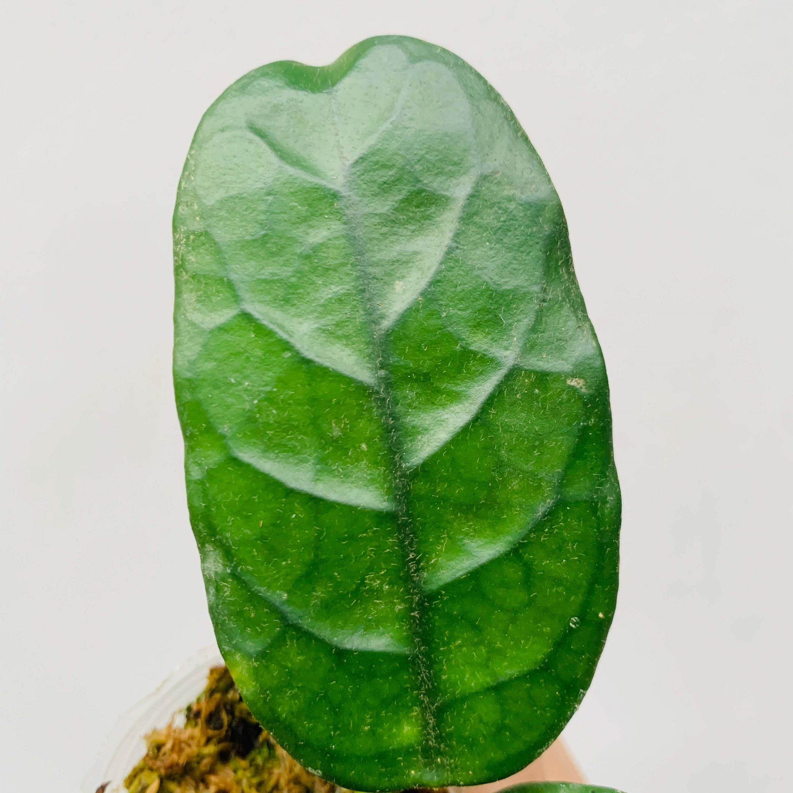 Hoya Villosa | Wax Vine Plant | Rare Live Indoor & Outdoor Tropical ...
