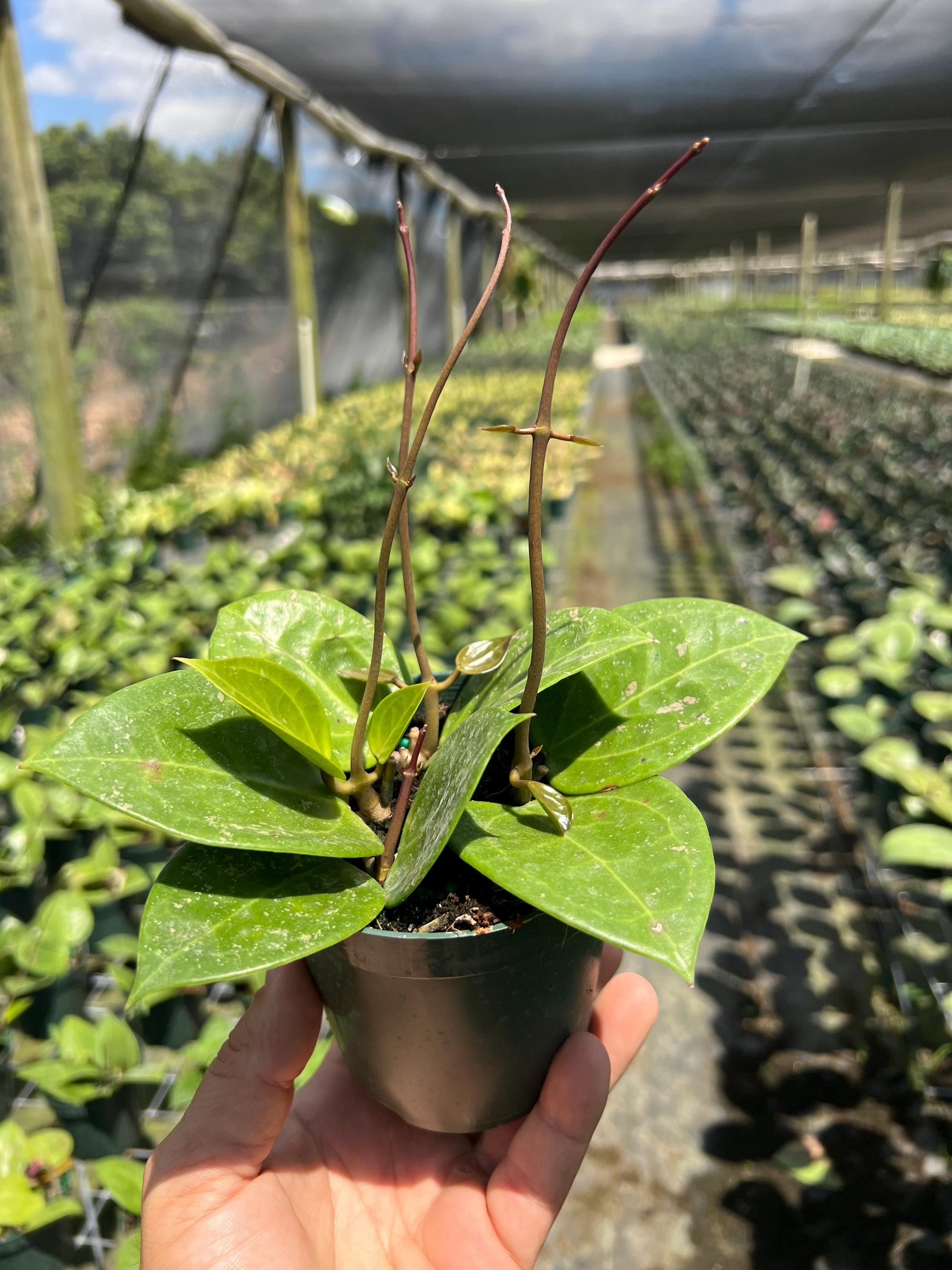 Hoya Parasitica Splash | Live Indoor & Outdoor Tropical House Plant ...