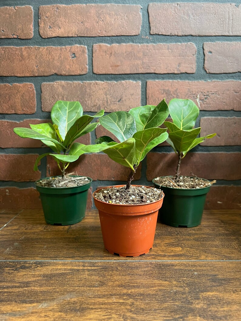 FICUS LYRATA Dwarf Fiddle Leaf Fig With 4 Pot Little | Etsy