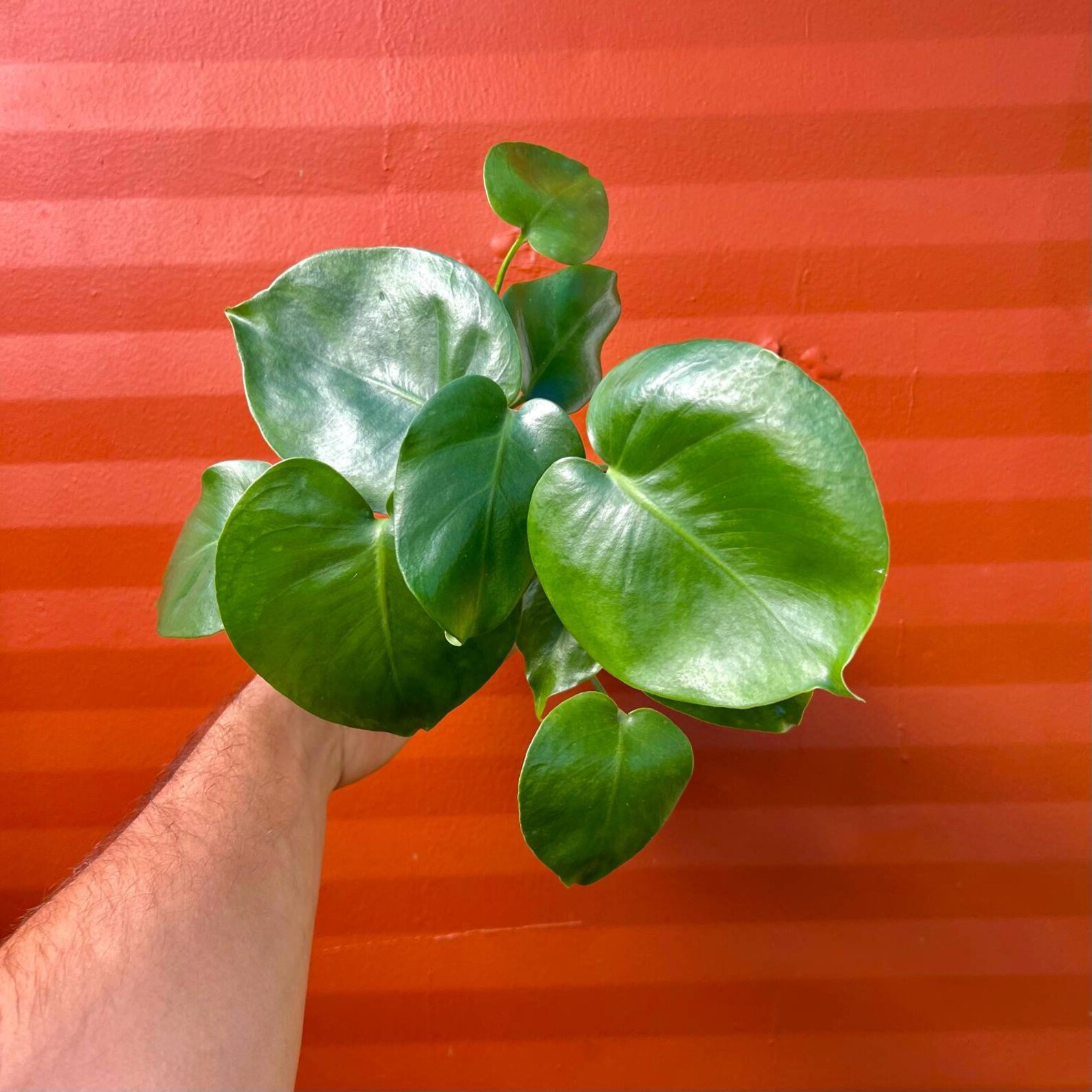 Monstera Deliciosa Tropical Split Leaf Plant 4 Inch Pot - Etsy