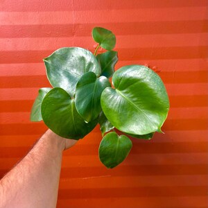 Monstera Deliciosa Tropical Split Leaf Plant 4" Inch Pot | Indoor and ...