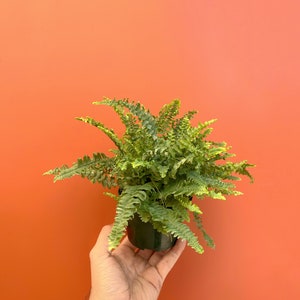 Boston Fern 'compacta' in 4" or 6” Inch Pot - Live Fern- Indoor ...