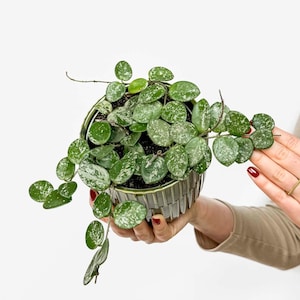 Hoya Mathilde Splash | Live Indoor & Outdoor Tropical House Plant ...