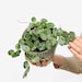 Hoya Mathilde Splash | Live Indoor & Outdoor Tropical House Plant ...