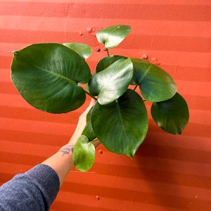 Monstera Deliciosa Tropical Split Leaf Plant 4" Inch Pot | Indoor and ...