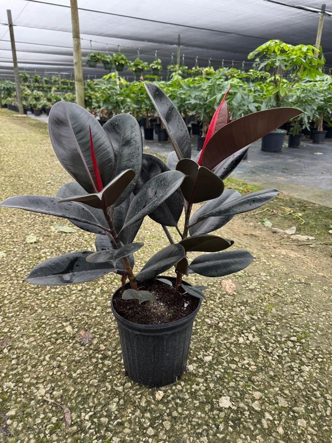Ficus Burgundy in Large 8" Pot | Multi Stem Rubber Elastica Bush ...