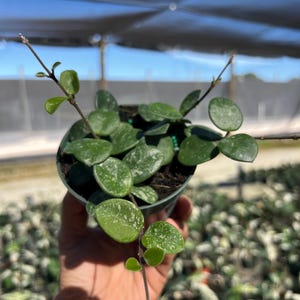 Hoya Mathilde Splash | Live Indoor & Outdoor Tropical House Plant ...