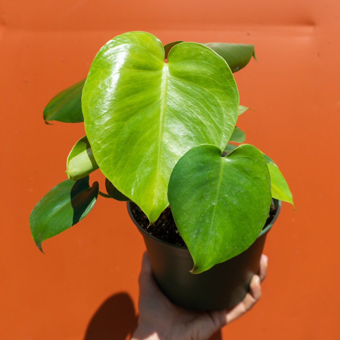 Monstera Deliciosa Split Leaf Plant 6 Pot Indoor & | Etsy
