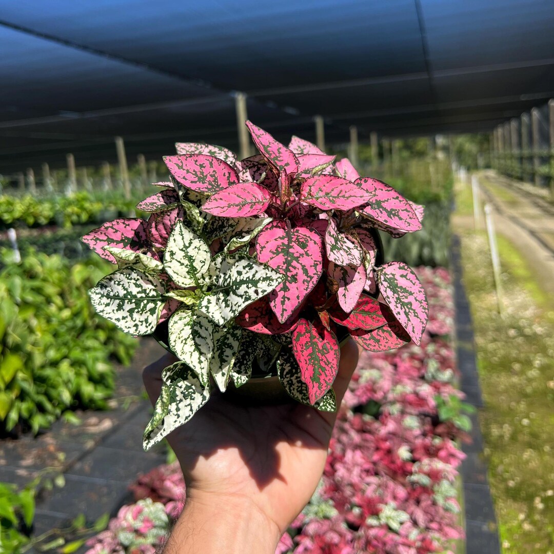 Mixed Color Hypoestes Plant | Polka Dot Splash | Live Indoor & Outdoor ...
