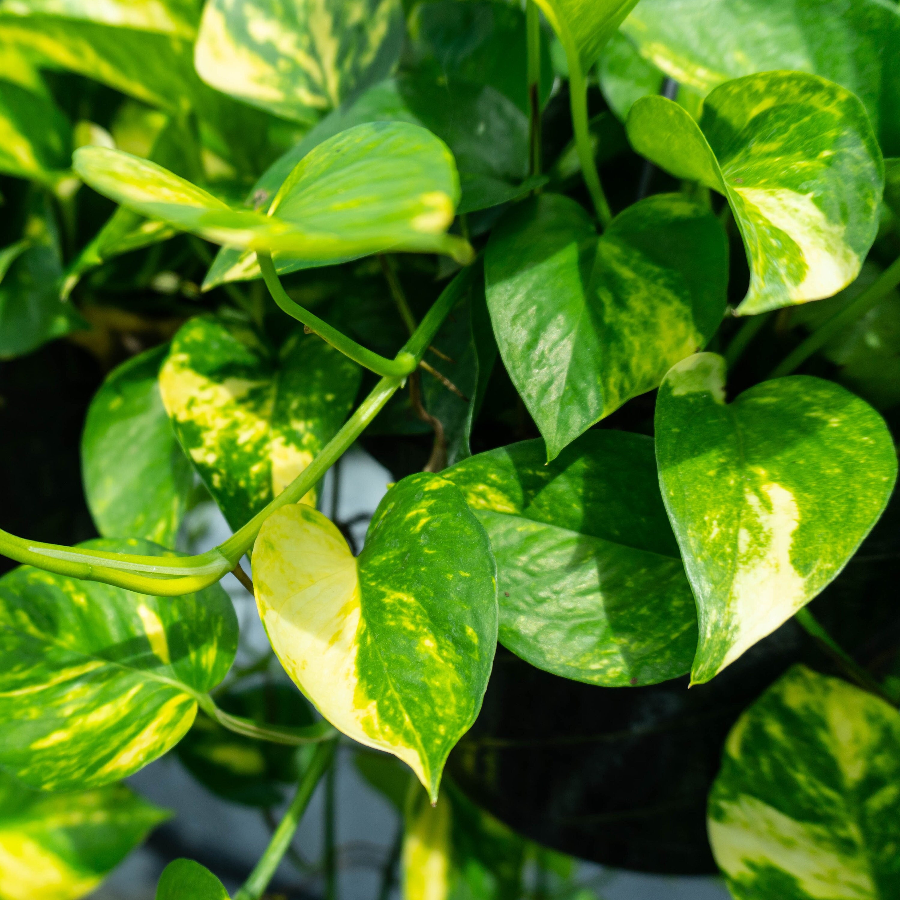 3 Golden Pothos Cutting Multiple Nodes per Cutting Starter - Etsy