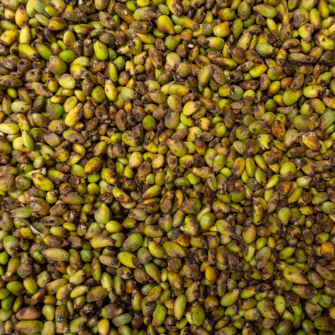 Monstera Deliciosa Seeds Fresh 10, 20 & 50 Count Batch | Tropical Split ...