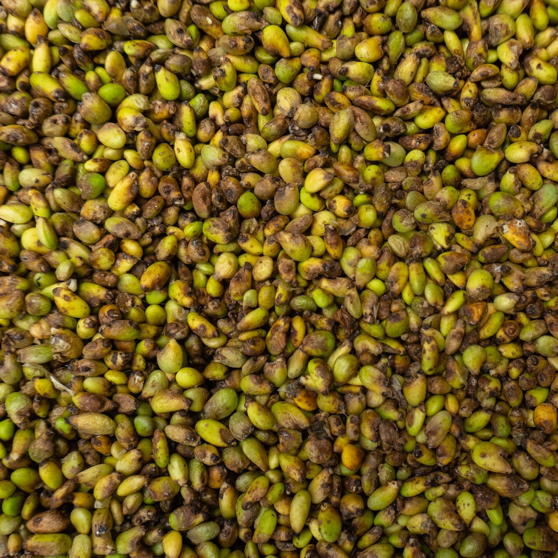 Monstera Deliciosa Seeds Fresh 10 20 & 50 Count Batch - Etsy