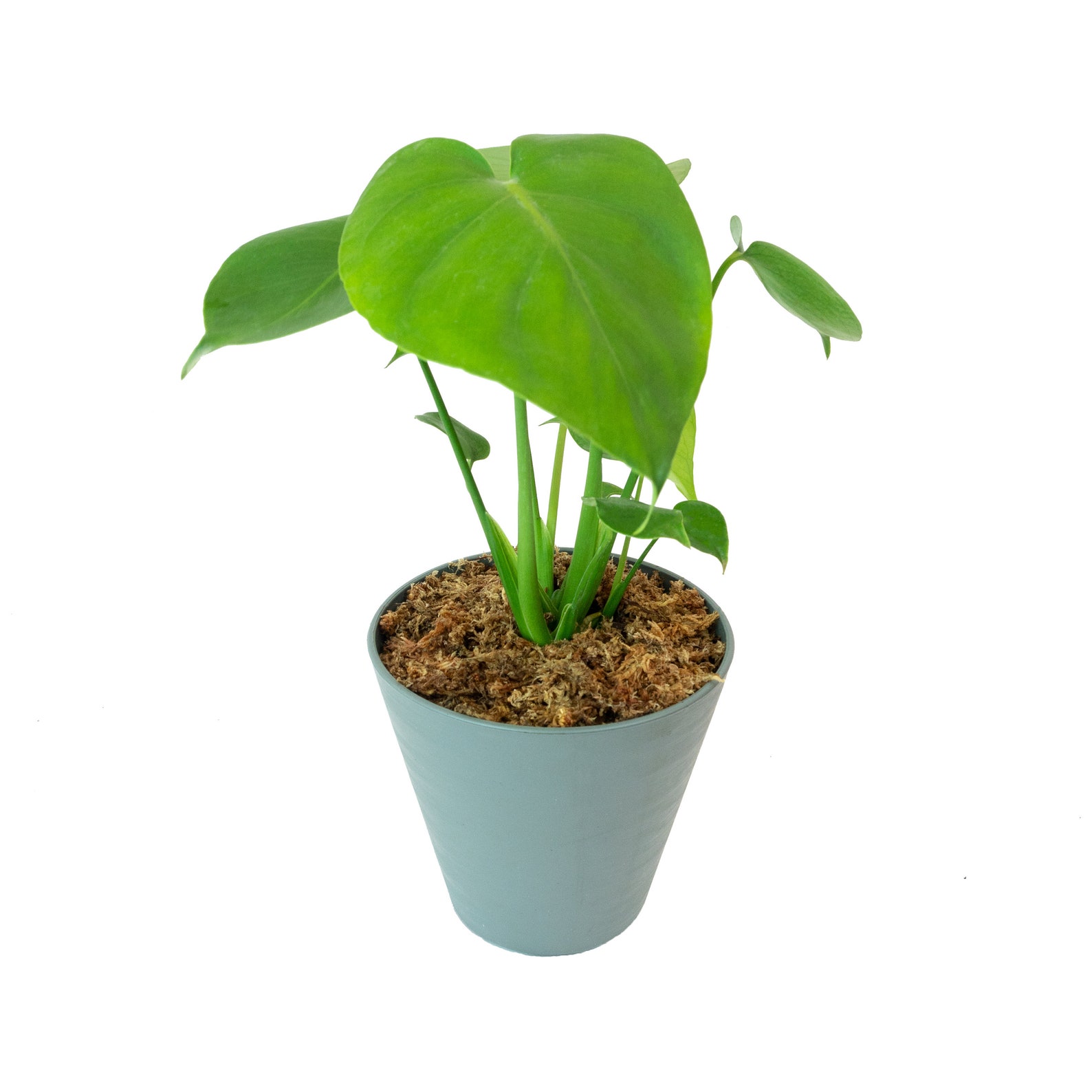 Monstera Deliciosa Tropical Split Leaf Plant 6 Inch Pot - Etsy
