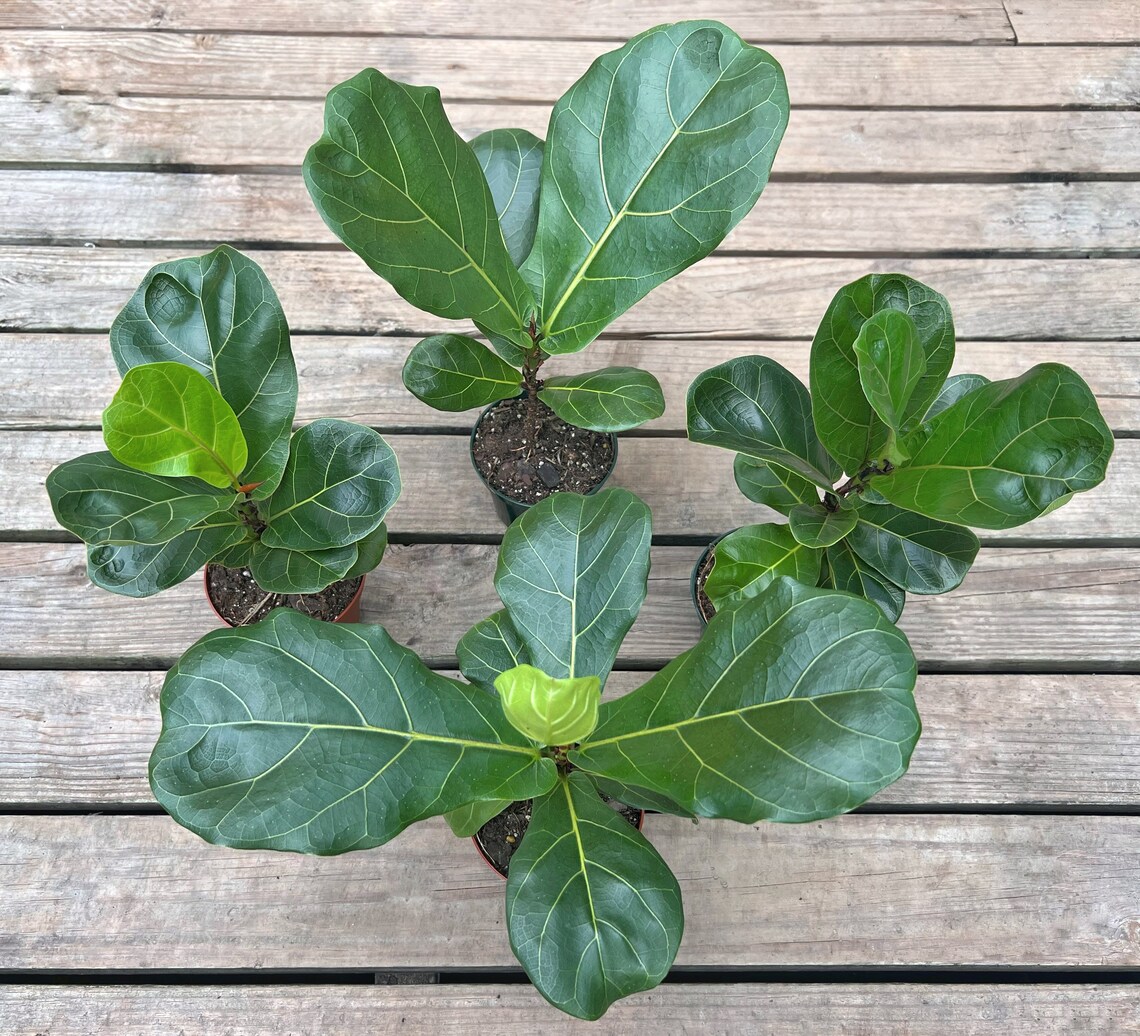 FICUS LYRATA Large Leaf Fig With 4 Pot LIVE Indoor & - Etsy