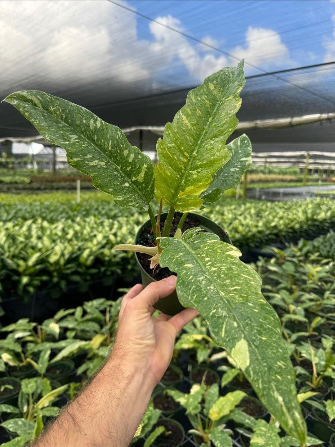 Ring of Fire Philodendron | Beautiful Variegation | Rare Live Tropical ...