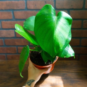 Monstera Deliciosa Split Leaf Plant 6" Pot | Indoor & Outdoor Live ...