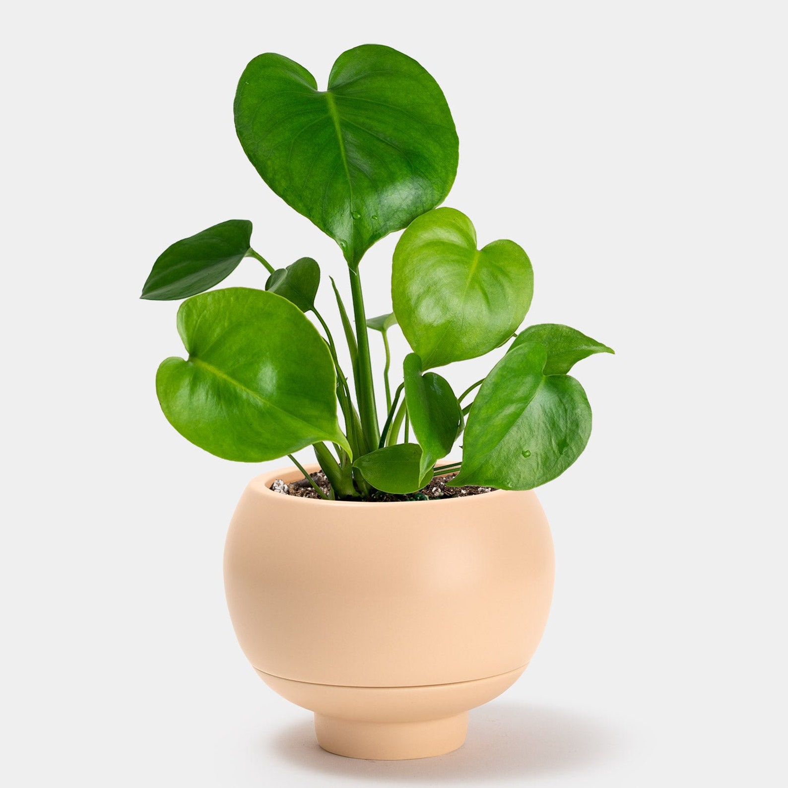 Monstera Deliciosa Tropical Split Leaf Plant 4 Inch Pot - Etsy