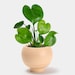 Monstera Deliciosa Tropical Split Leaf Plant 4" Inch Pot | Indoor and ...