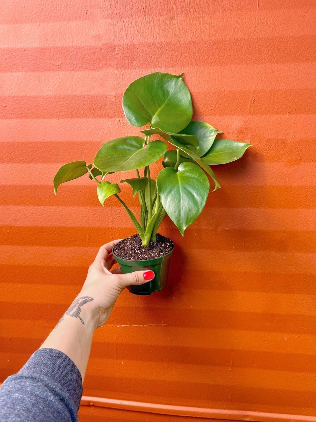 Monstera Deliciosa Tropical Split Leaf Plant 4" Inch Pot | Indoor and ...