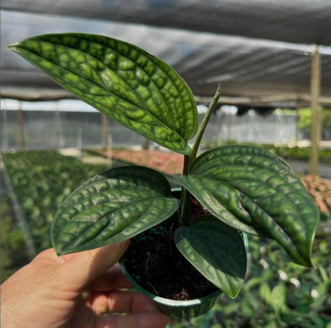 Monstera Peru | Live Indoor & Outdoor Tropical Houseplant | Home and ...