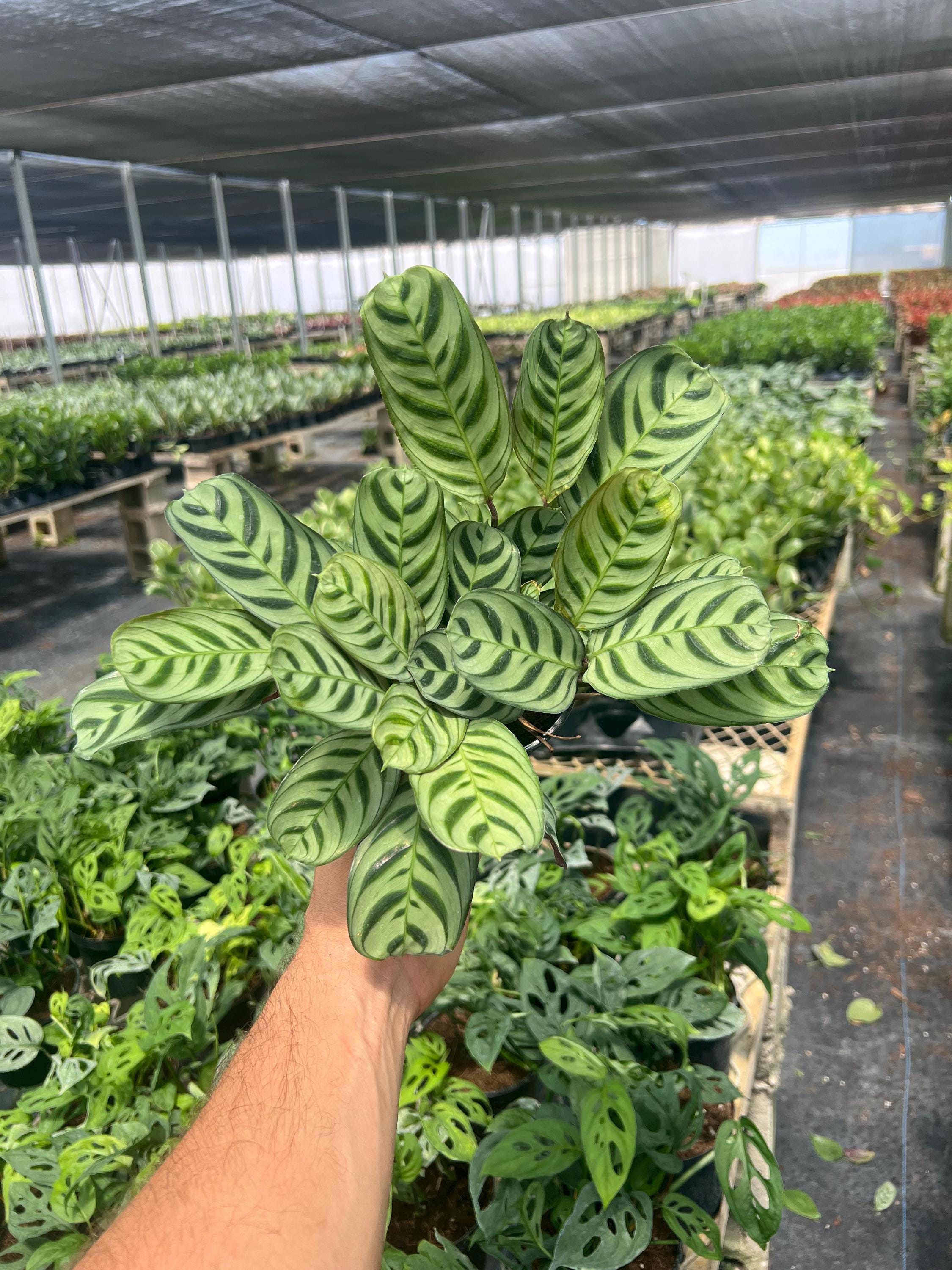 Calathea Burle Marxii | Fishbone Prayer Plant | Live Easy Care Tropical ...