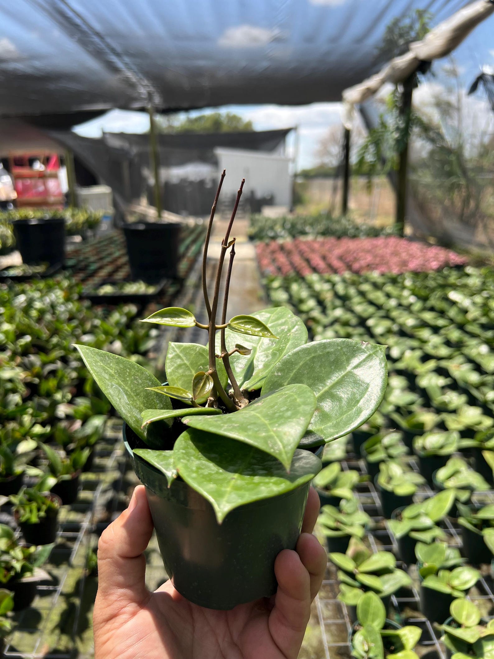Hoya Parasitica Splash | Live Indoor & Outdoor Tropical House Plant ...