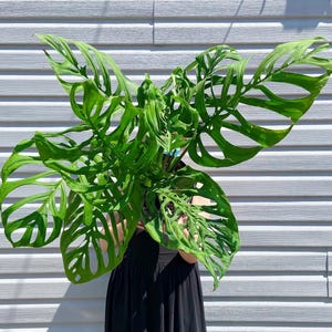 Monstera Esqueleto | True Epipremnoides Skeleton Swiss Cheese Plant ...
