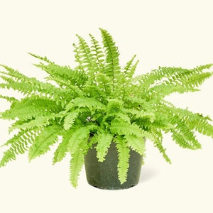Boston Fern 'compacta' in 4" or 6” Inch Pot - Live Fern- Indoor ...